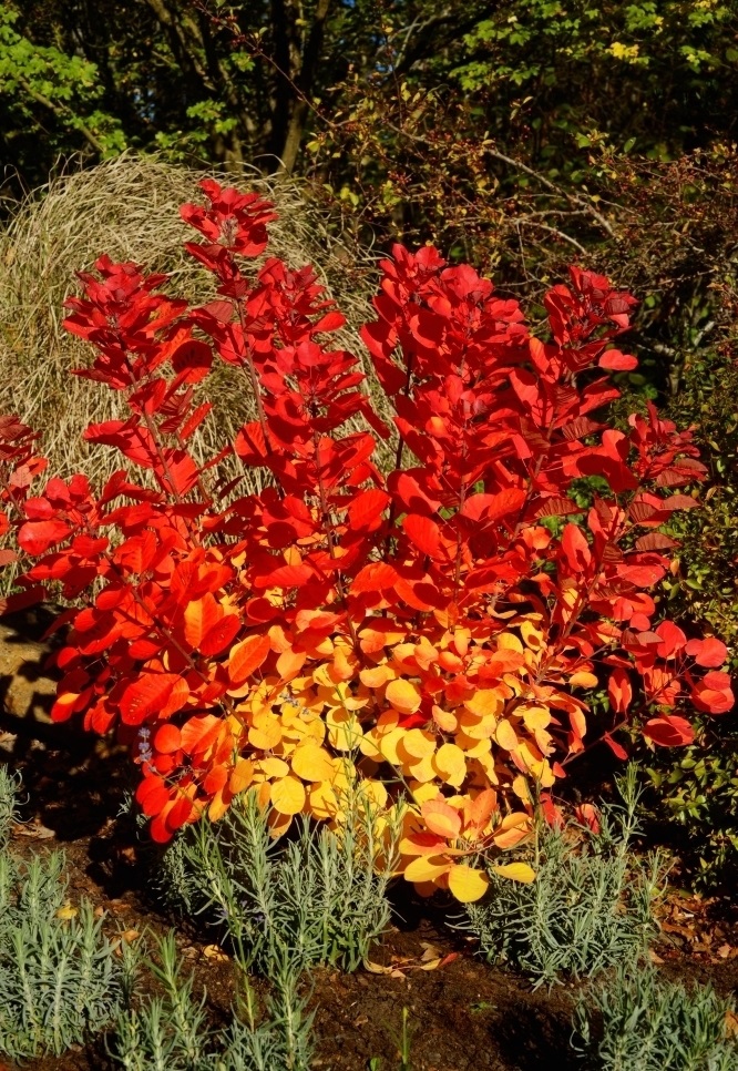 ДЕКОРАТИВНО-ЛИСТВЕННЫЕ ДЕРЕВЬЯ И КУСТАРНИКИ : Cotinus cog. Flamissimo ...