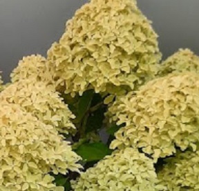 ГОРТЕНЗИИ: Гортензия метельчатая Мэджикал Лайм Спаркл Magical Lime Sparkle